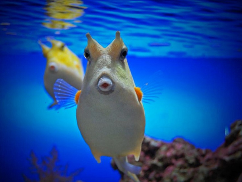 Прикольные рыбы (60 фото) ⚡ Фаник.ру